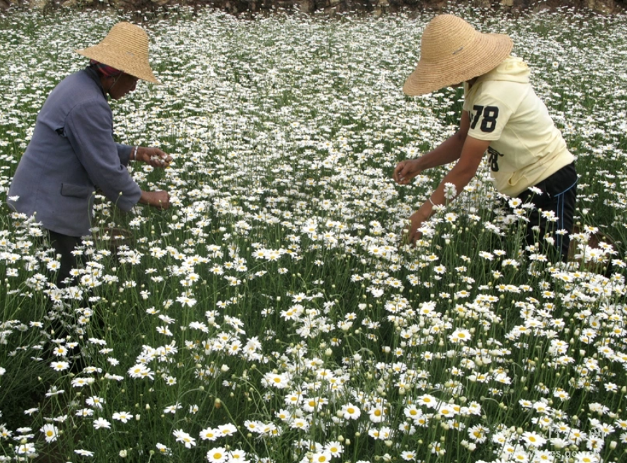 Pyrethrum Extraction Equipment - Huatai Oil Machinery